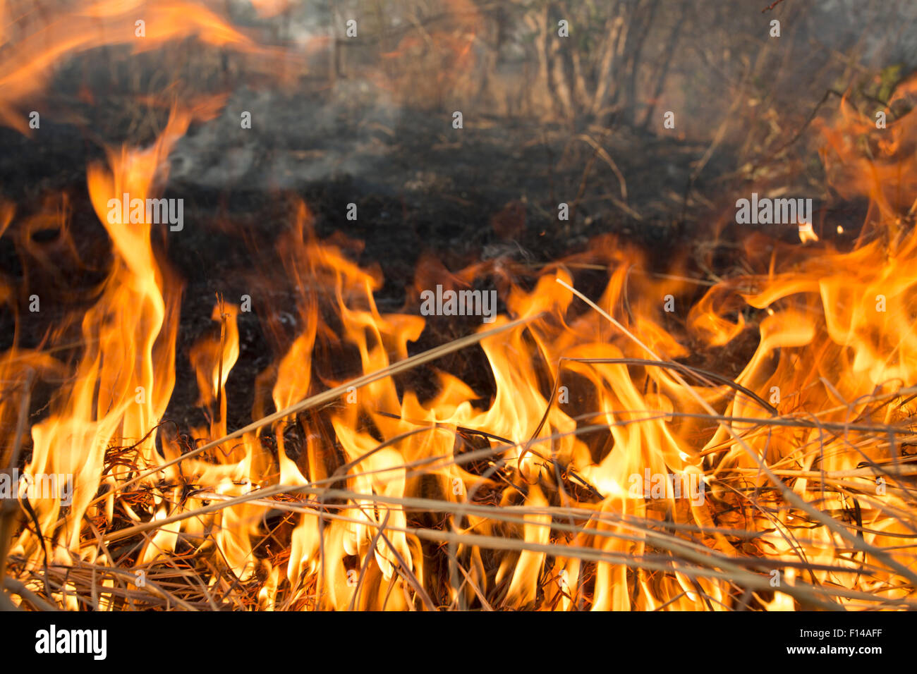 Fire in South Luangwa National Park, Zambia. August 2013 Stock Photo ...