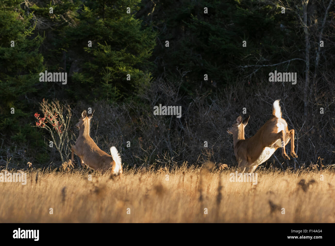 White-tailed Deer (Odocoileus virginianus) rear view of does running ...