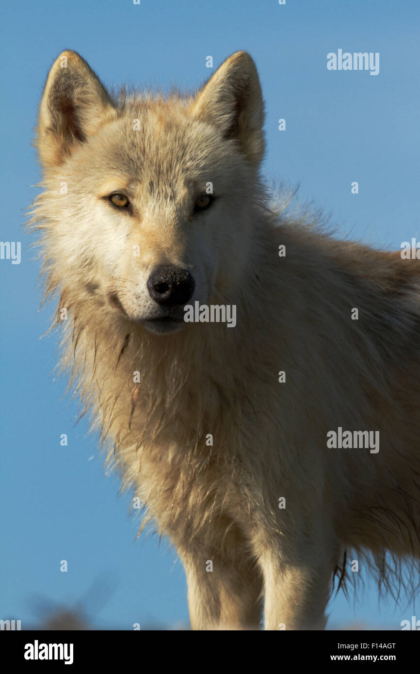 Wet wolf hi-res stock photography and images - Alamy