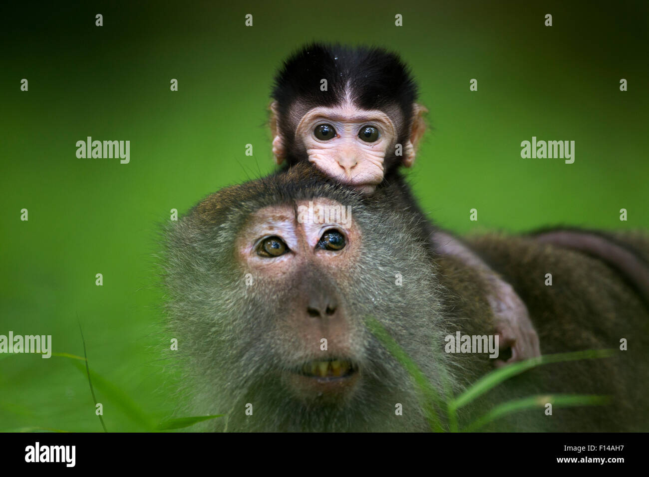Long-tailed macaque (Macaca fascicularis) baby aged 2-4 weeks sitting ...