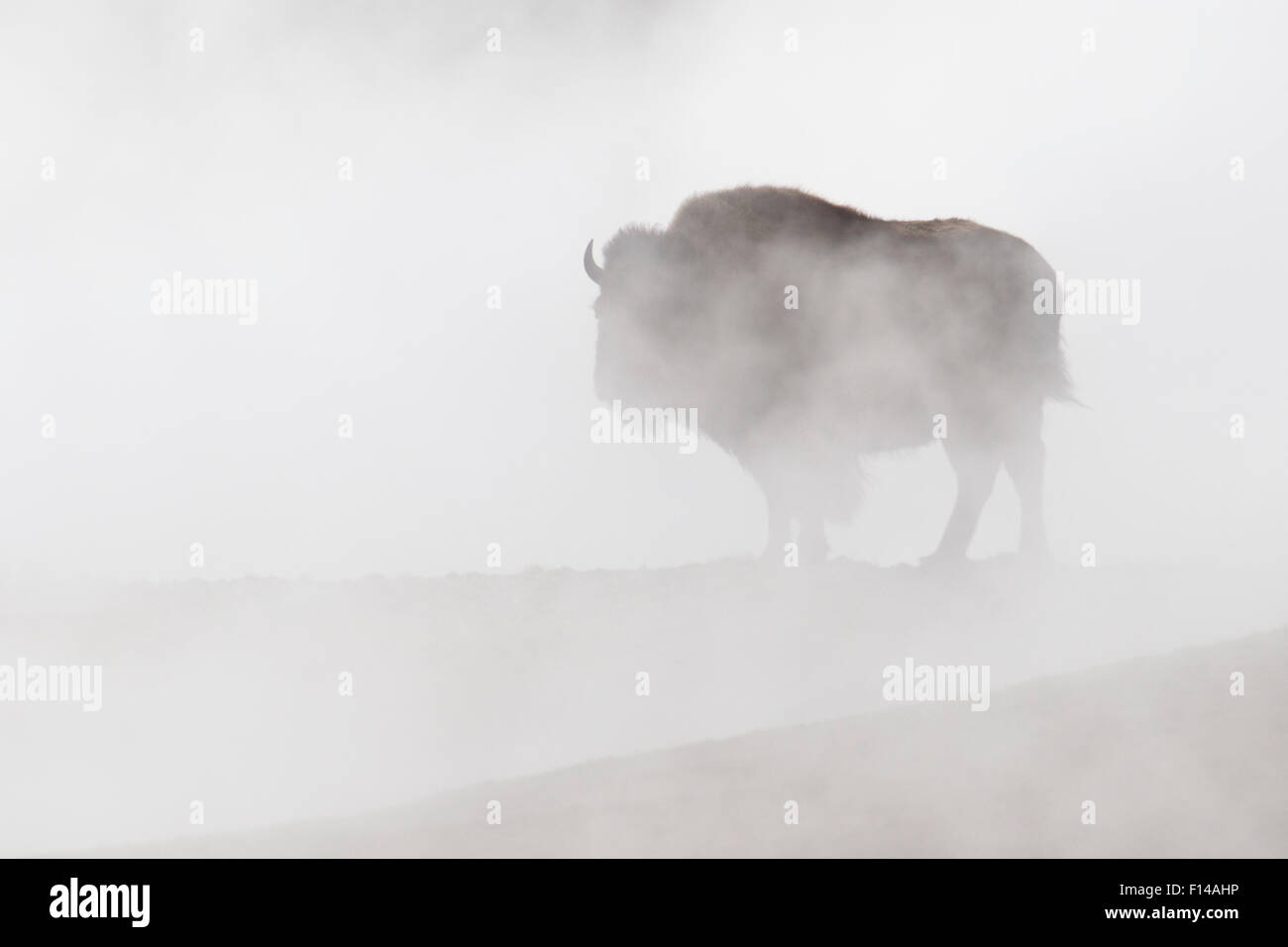 Bison (bison bison) in steam from hot springs, Yellowstone National ...