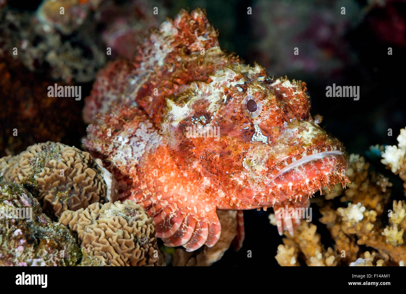 CLOSE-UP VIEW OF SCORPIONFISH WAITING ON CORAL REEF Stock Photo - Alamy