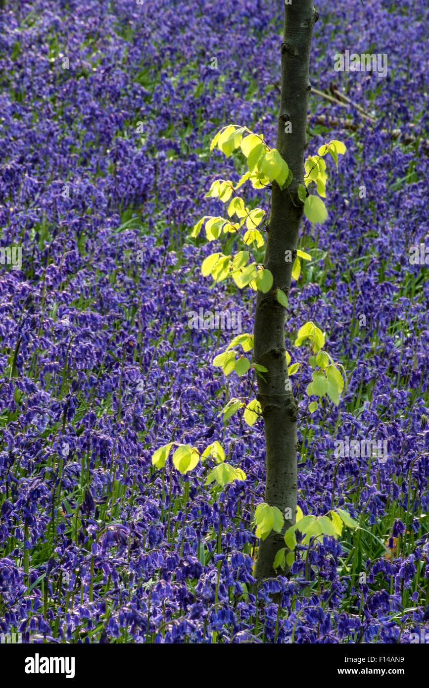 Beautiful morning in Spring bluebell forest Stock Photo - Alamy