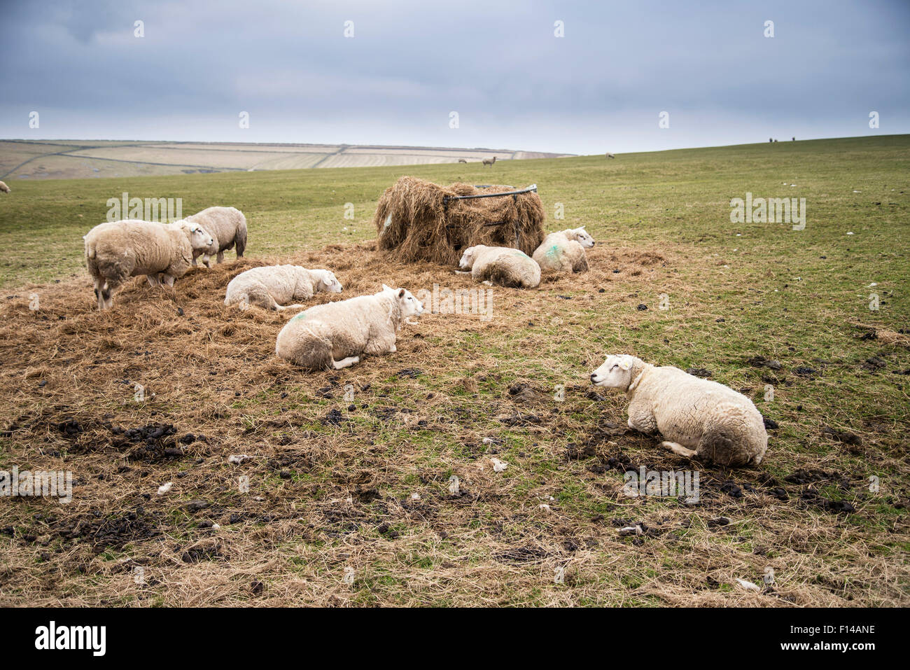 Farm animals in the peak district hi-res stock photography and images ...