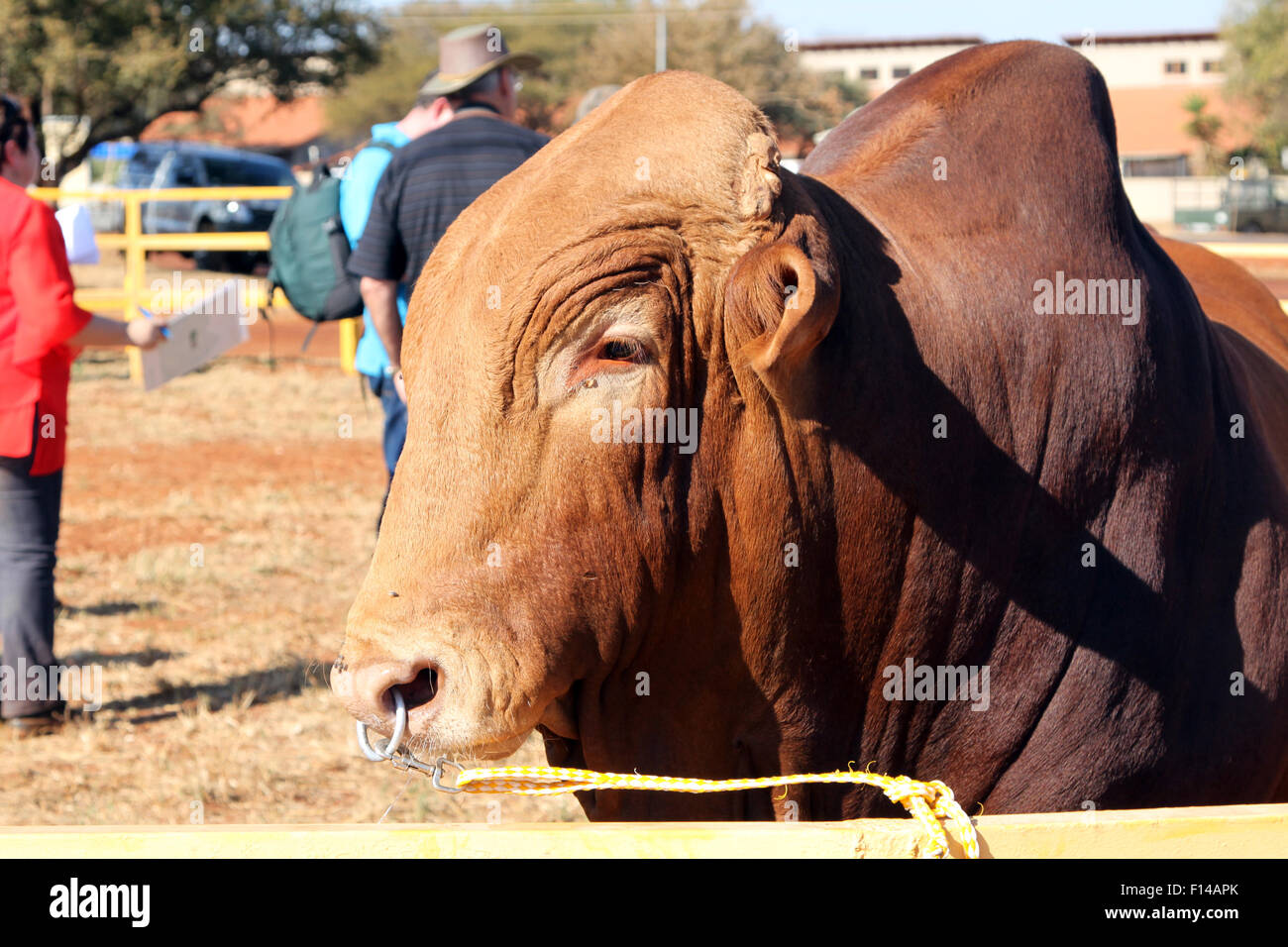 Brahman Cattle Head High Resolution Stock Photography and Images - Alamy