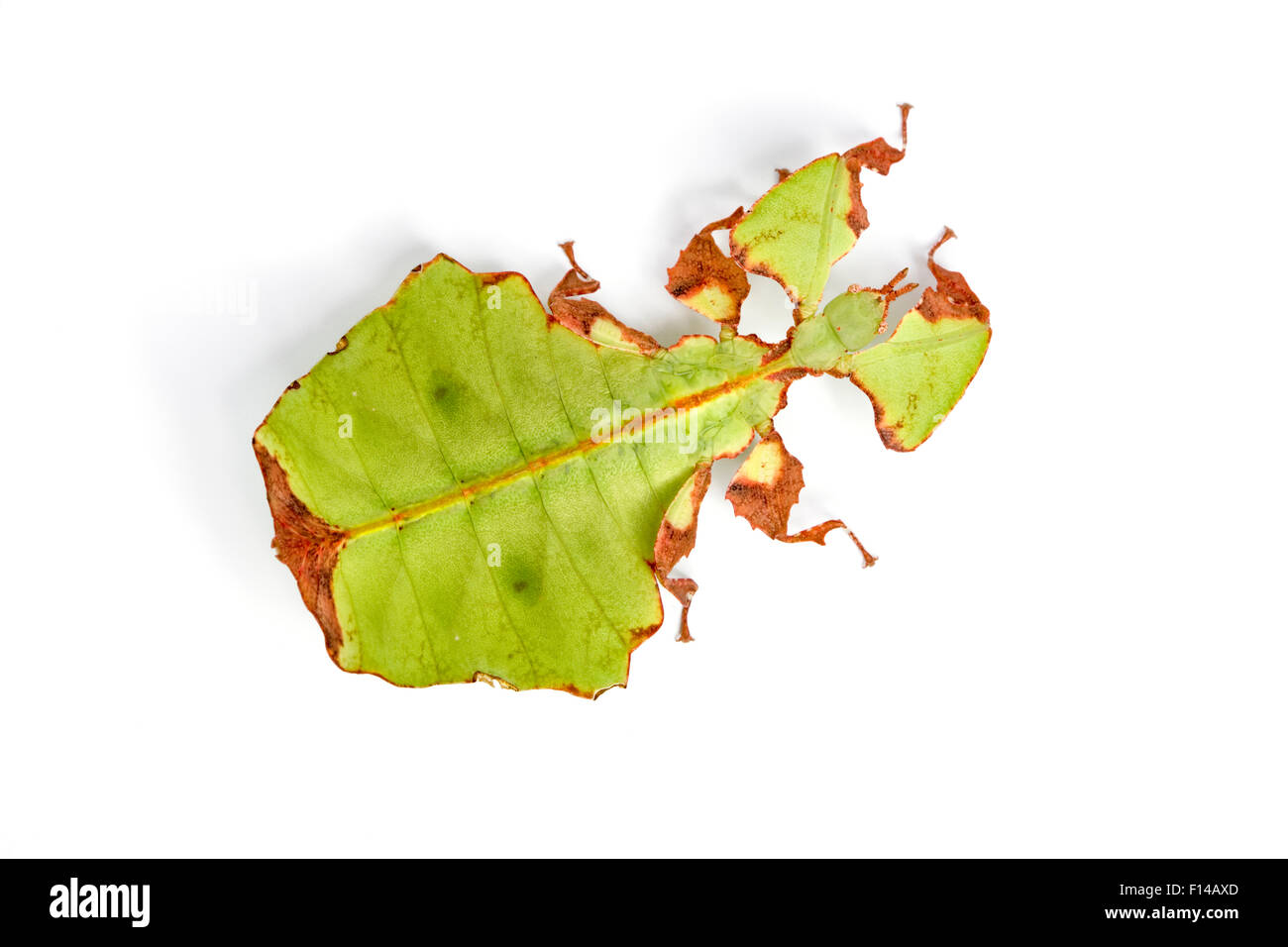Leaf insect (Phyllium species) nymph against white background, captive ...