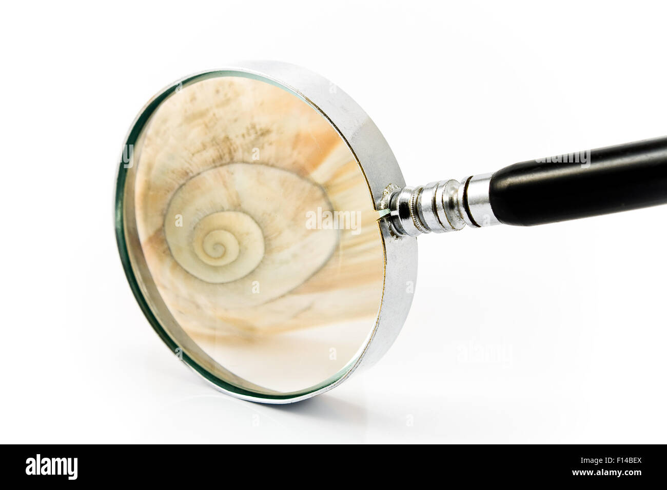 Conch shell seashell spiral hi-res stock photography and images - Alamy