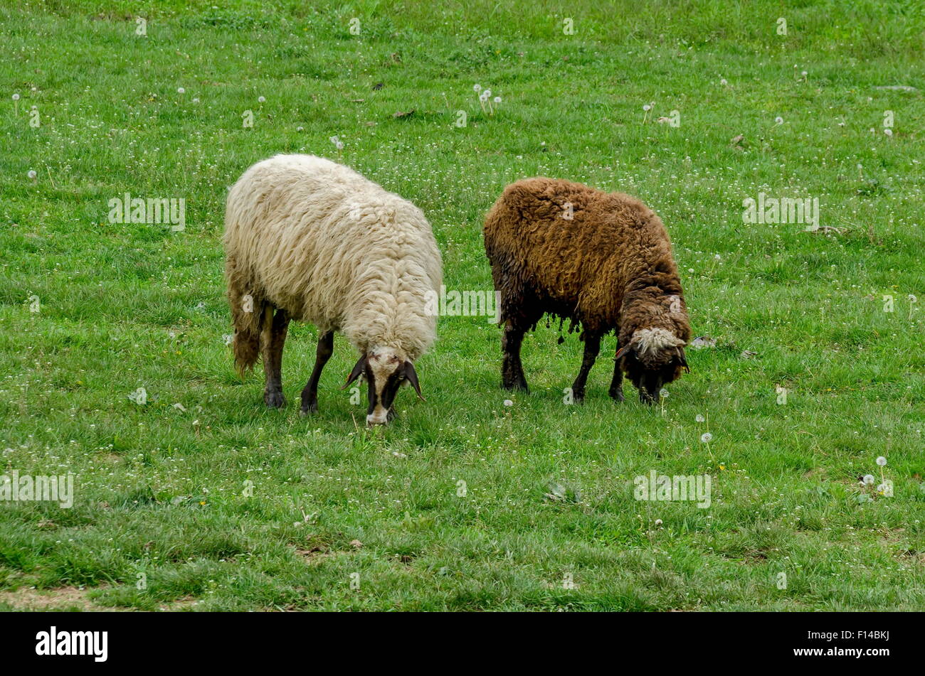 Zavet town hi-res stock photography and images - Alamy