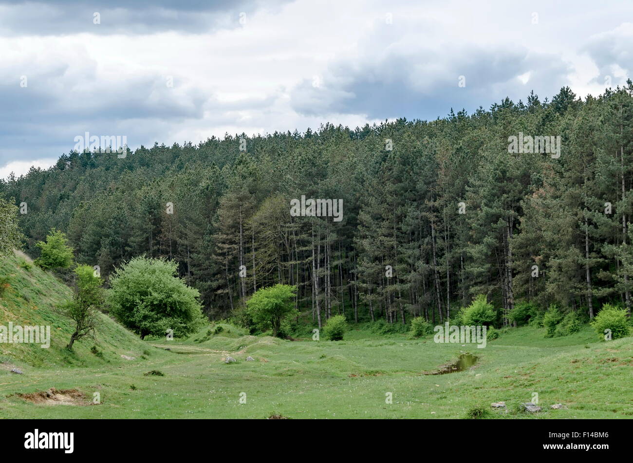 Deep pine forest hi-res stock photography and images - Alamy
