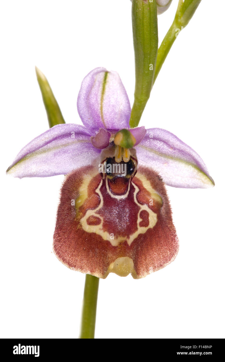 Ophrys orchid (Ophrys oxyrrynchos ssp calliantha) in flower in ...