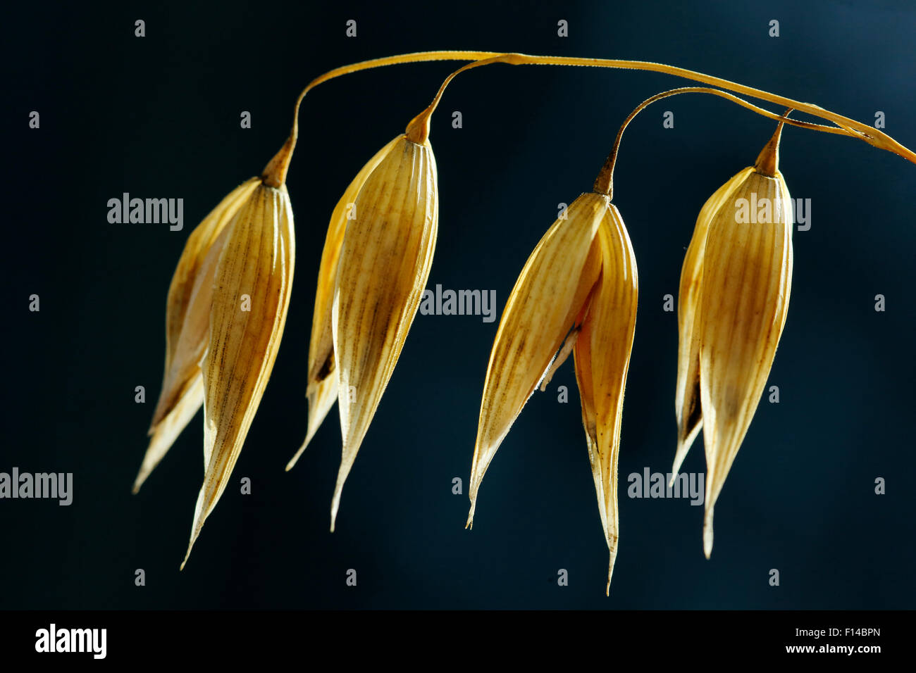 Oat (Avena sativa) close-up Stock Photo - Alamy
