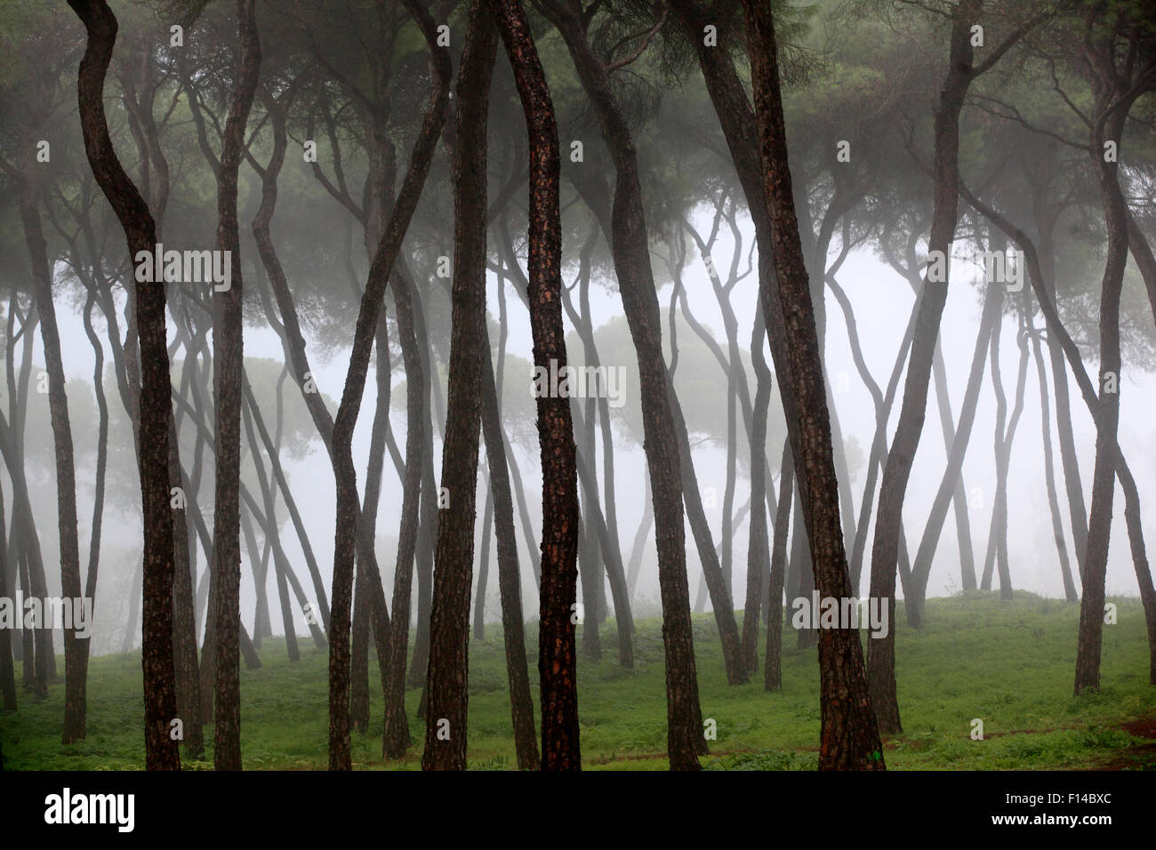 Umbrella pine parasol pine hi-res stock photography and images - Alamy