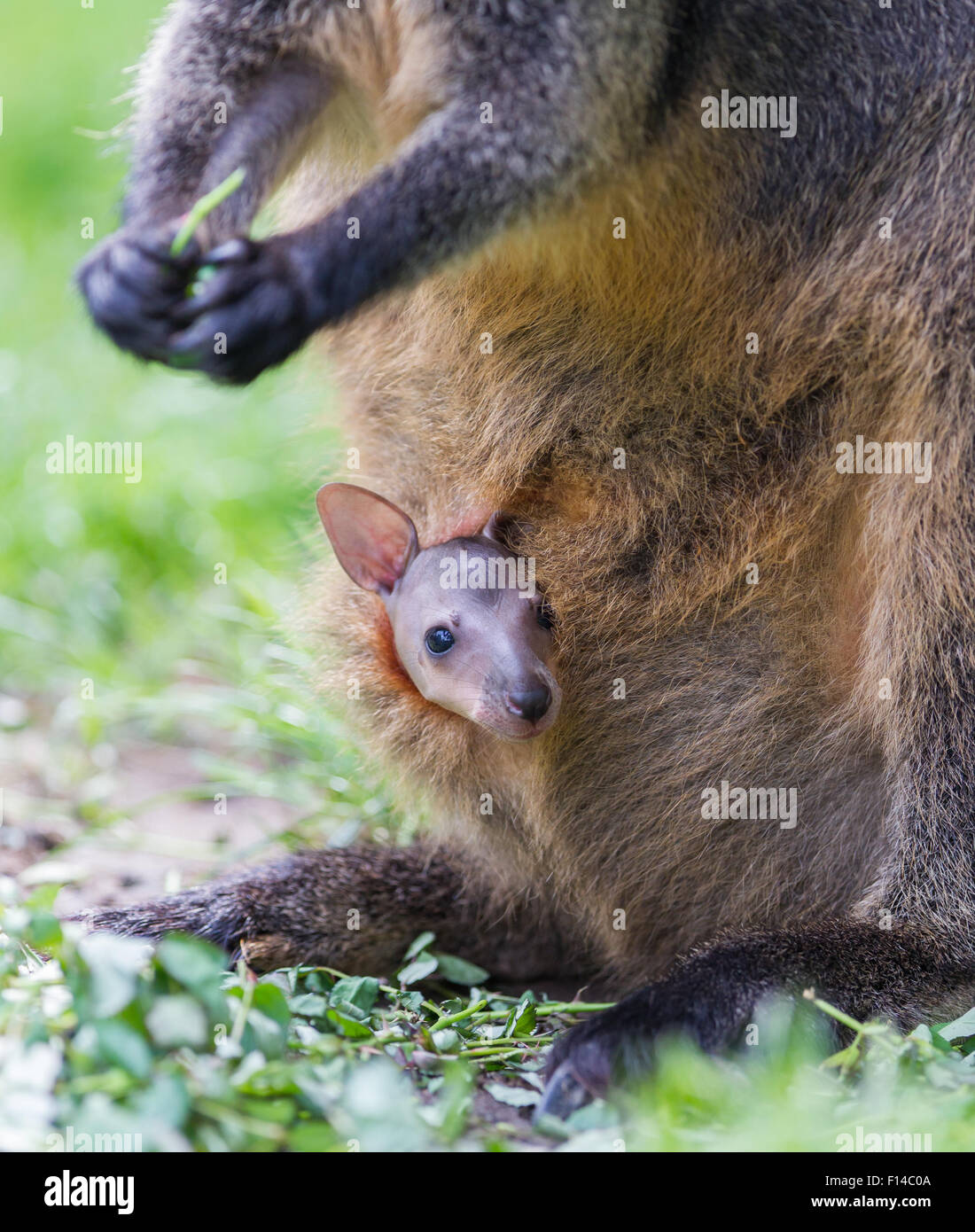 Marsupial pouch young hi-res stock photography and images - Alamy