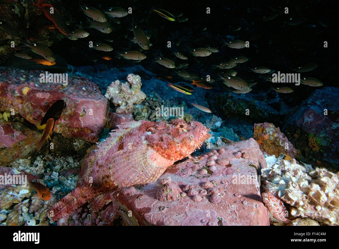 SCORPIONFISH WAITING ON CORAL REEF CLEAR WATER Stock Photo - Alamy