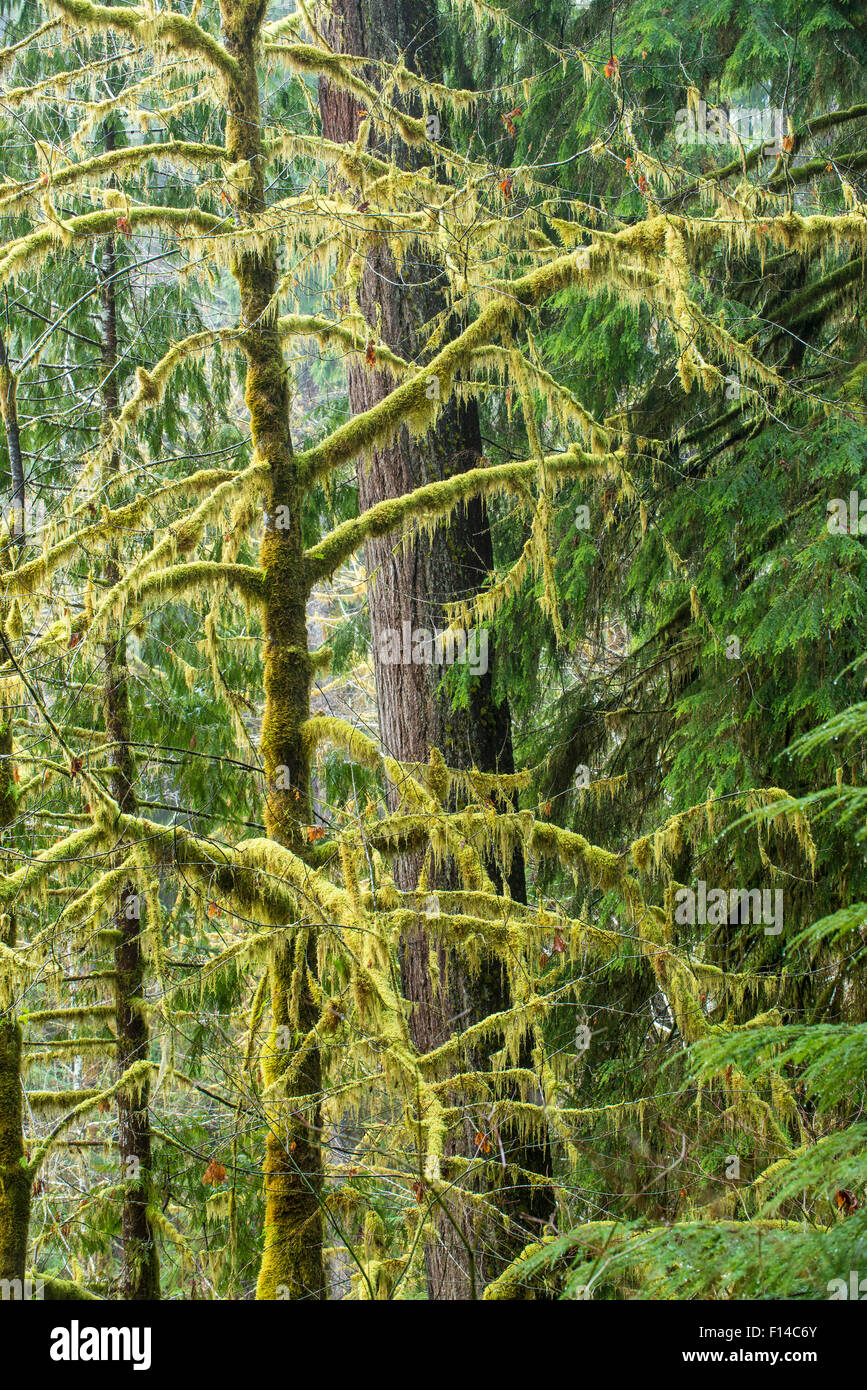 Moss covered trees in ancient temperate rainforest, in Olypmic National ...
