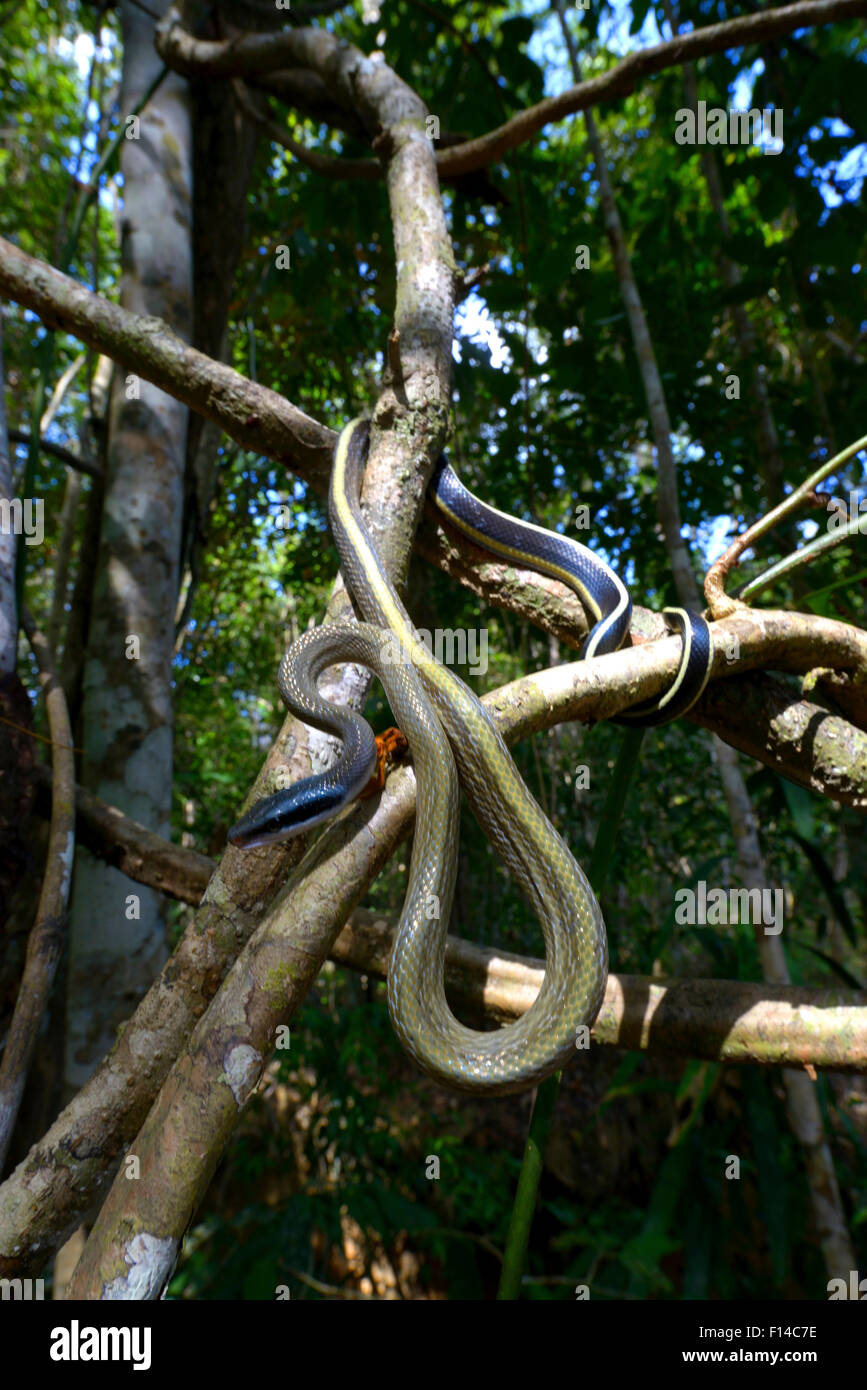 Orthriophis taeniurus ridleyi hi-res stock photography and images - Alamy