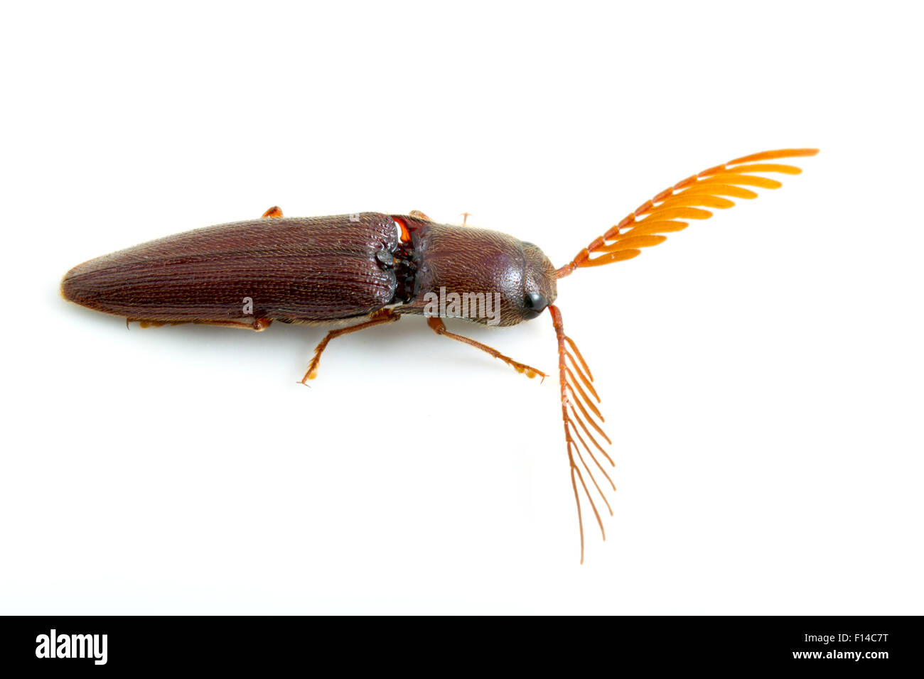 Snapping beetle hi-res stock photography and images - Alamy