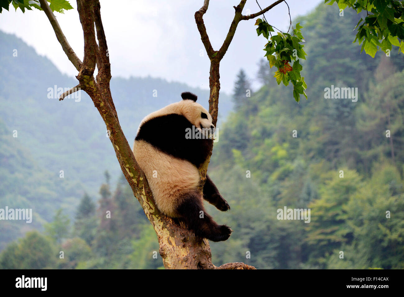 Gengda giant panda center hi-res stock photography and images - Alamy