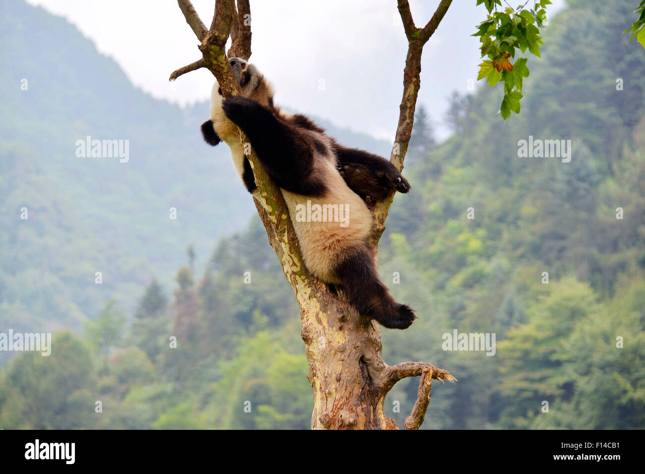 Gengda panda hi-res stock photography and images - Alamy
