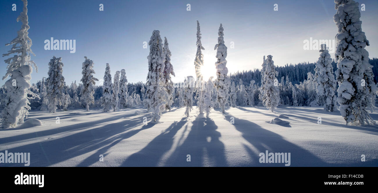 Woodland shadows cast by trees hi-res stock photography and images - Alamy