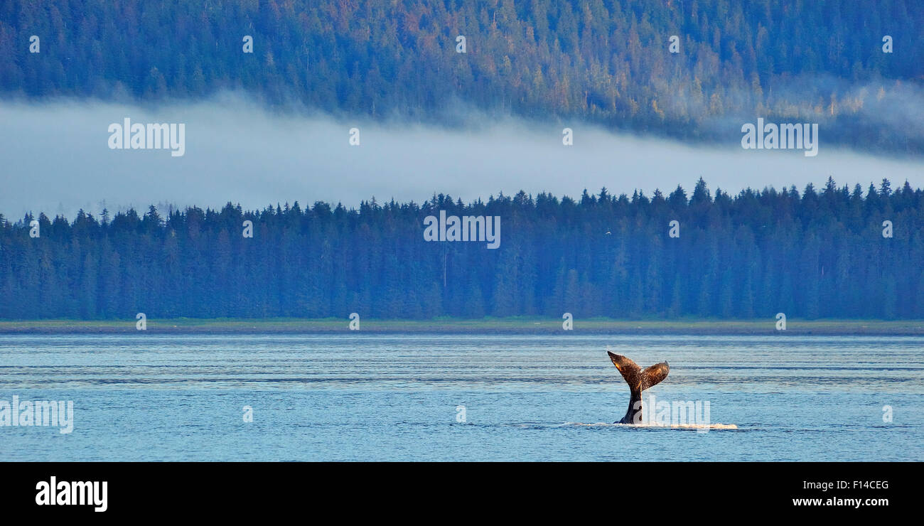 Tail fluke of a diving Humpback whale (Megaptera novaeangliae) misty ...