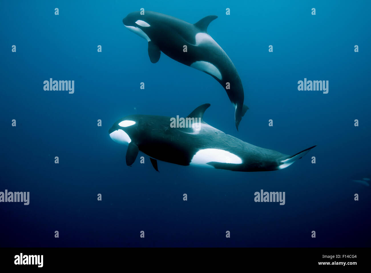 Orcas / Killer whales (Orcinus orca) swimming in open water, Three ...