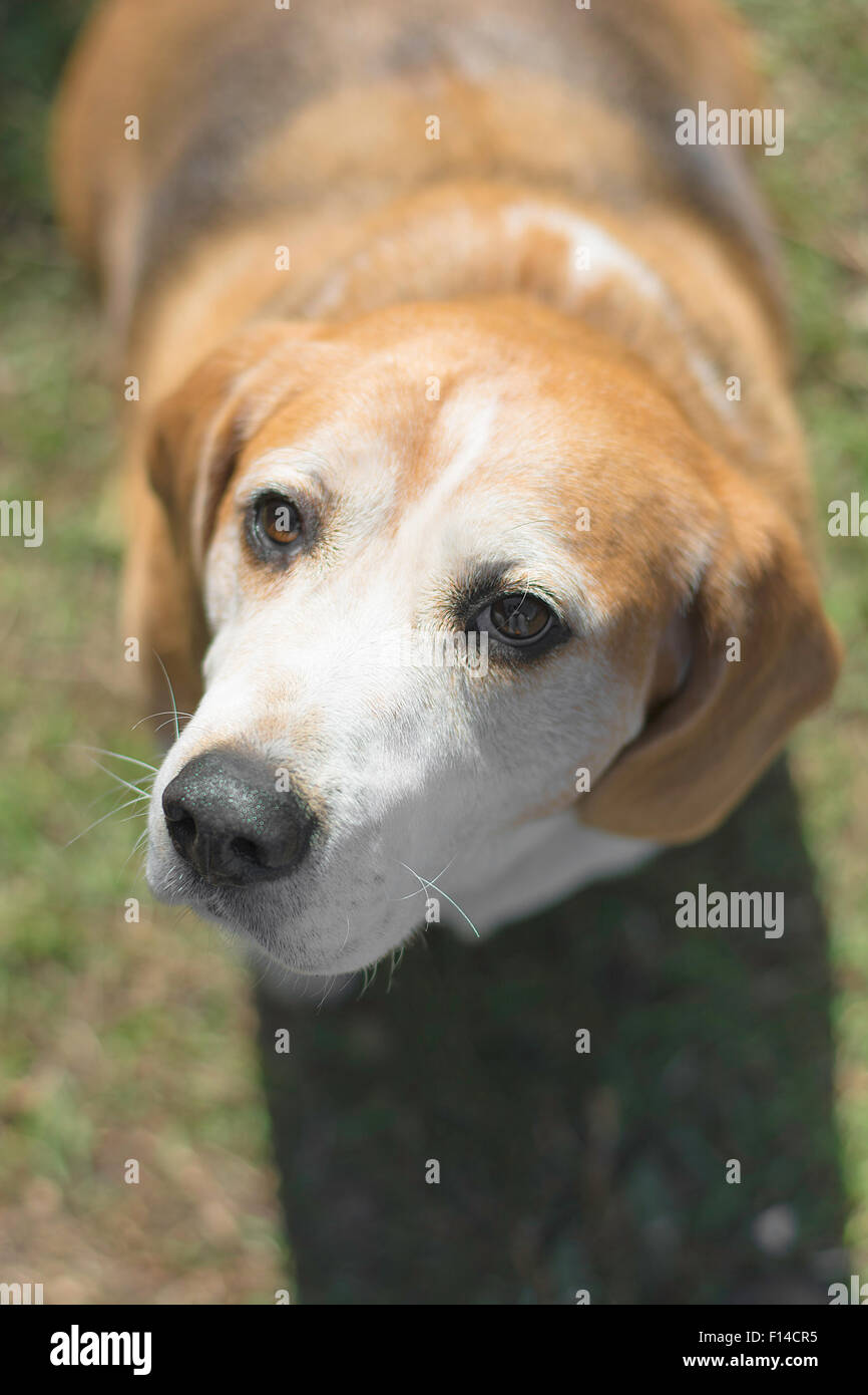 Beagle dog looking up at camera Stock Photo - Alamy