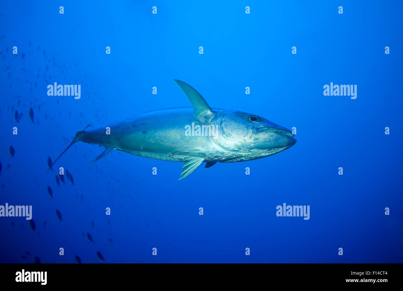 Dogtooth tuna hi-res stock photography and images - Alamy