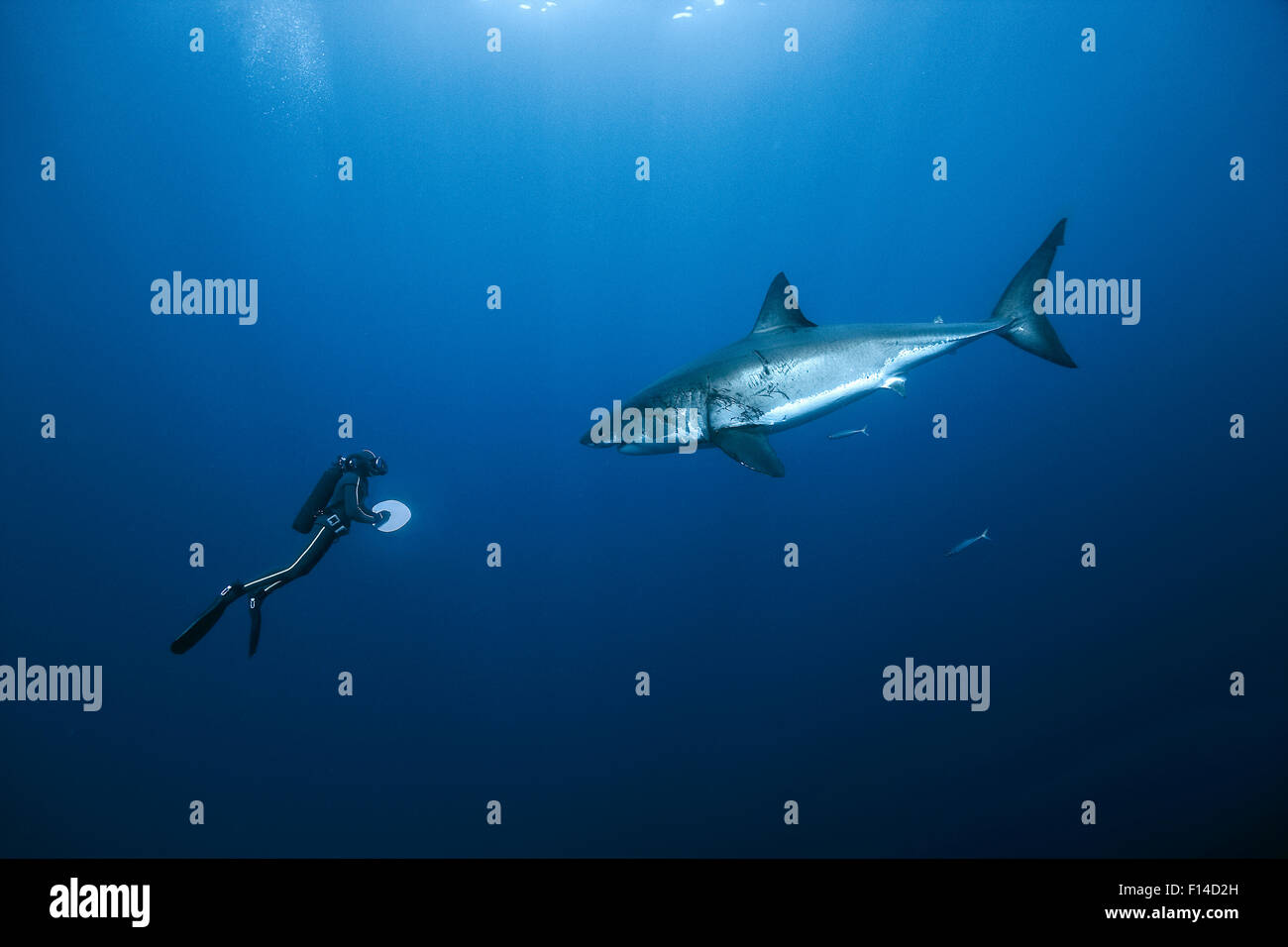 Shark other fish in water hi-res stock photography and images - Alamy