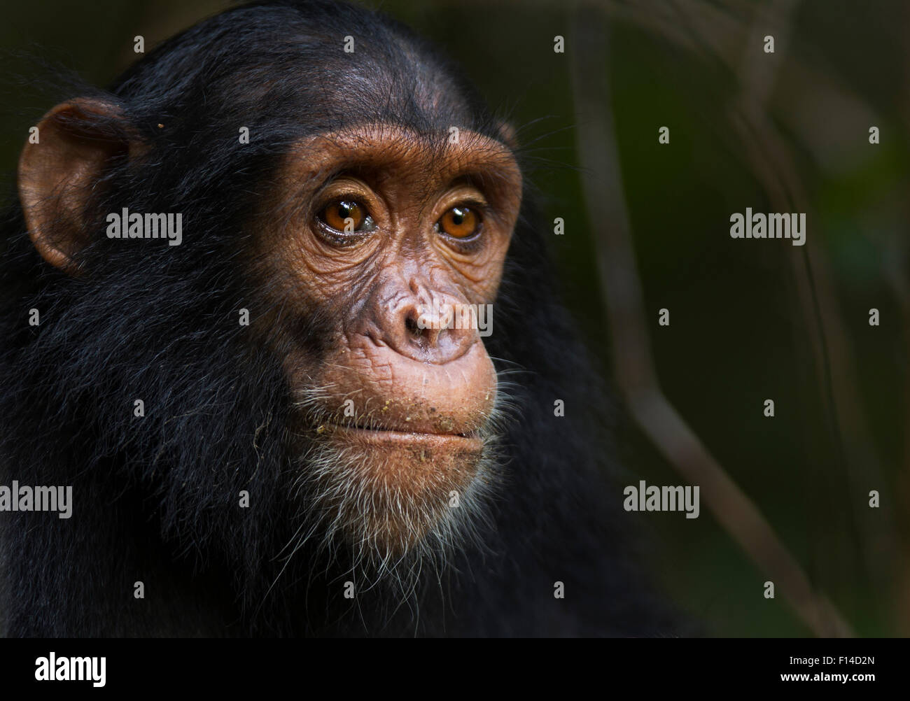Chimpanzee Face Profile