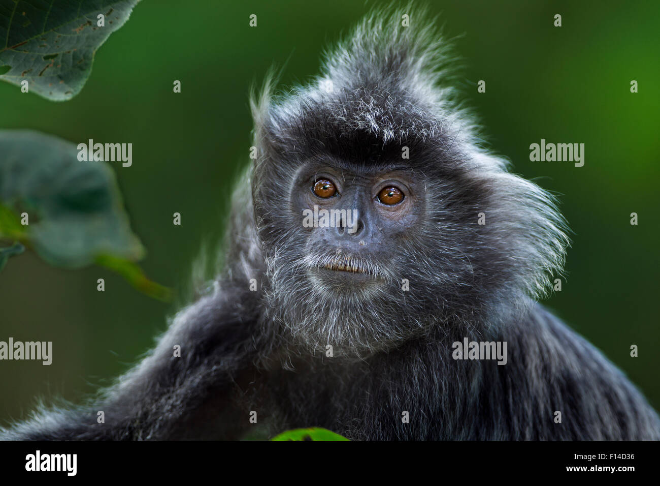 Silvered / silver-leaf langur (Trachypithecus cristatus) male head and ...