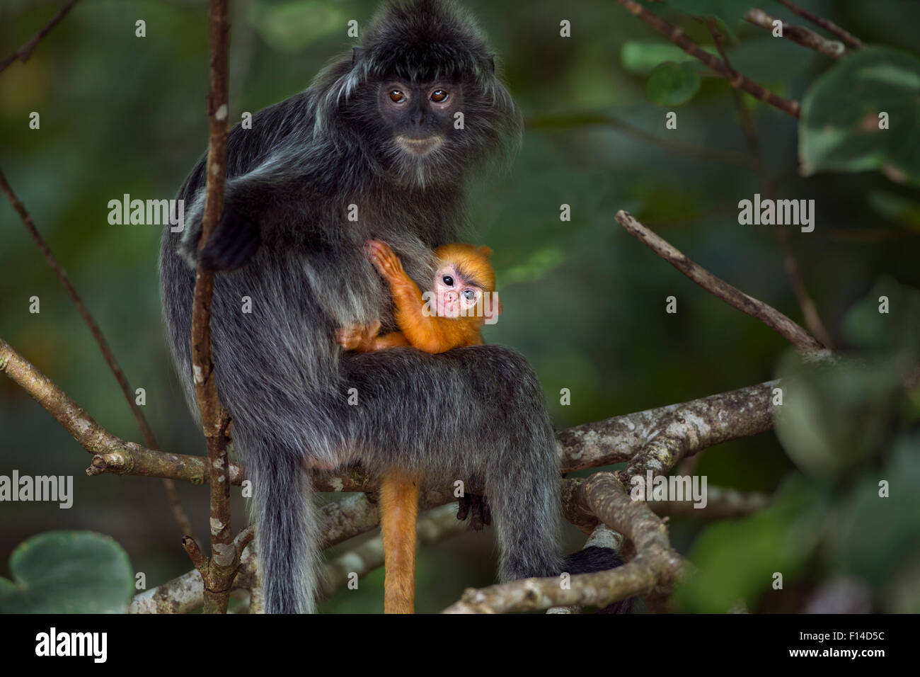 Silvered / silver-leaf langur (Trachypithecus cristatus) female sitting ...