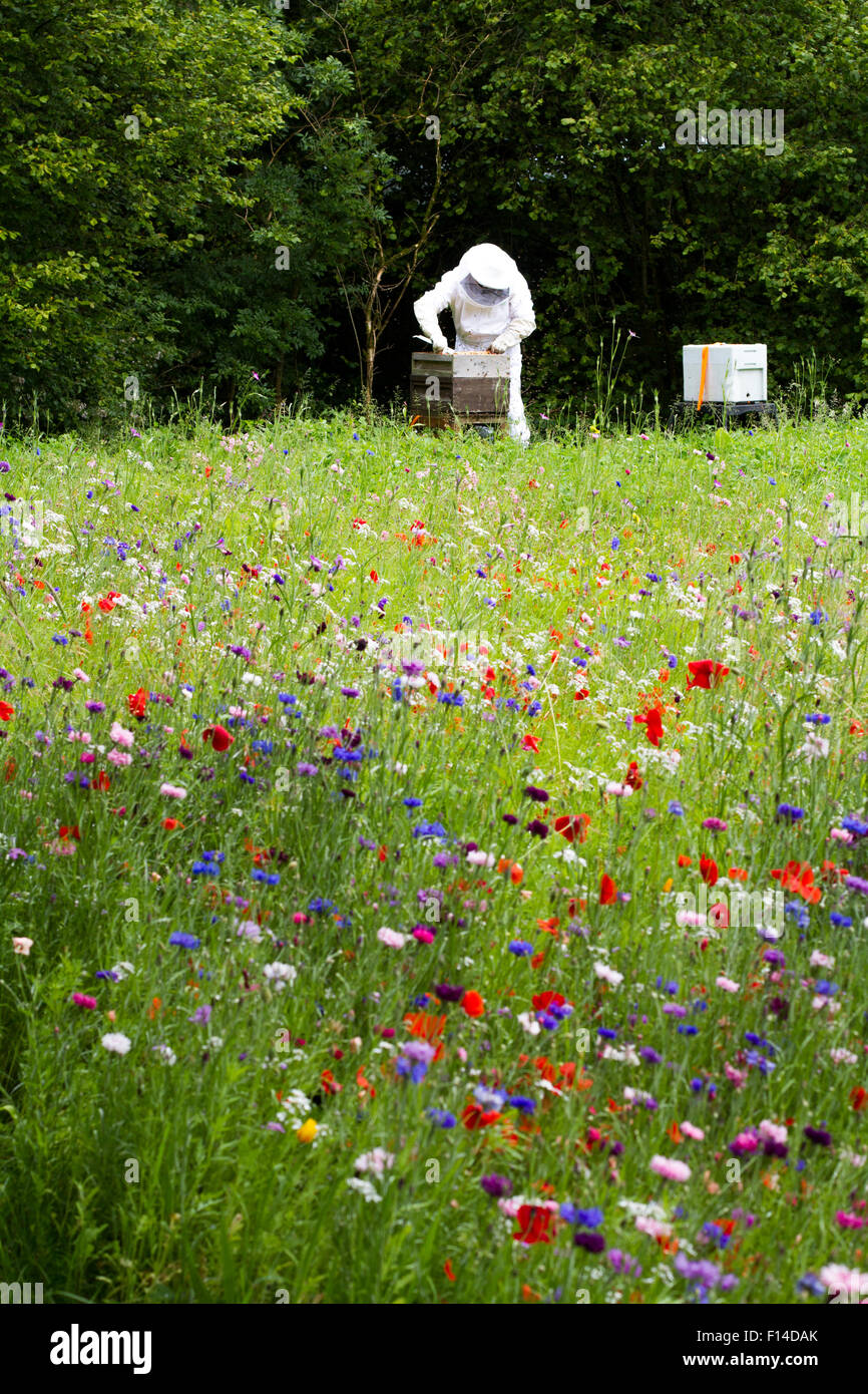 Russell Flynn from Gwent Beekeepers wearing protective bee keeping suit ...