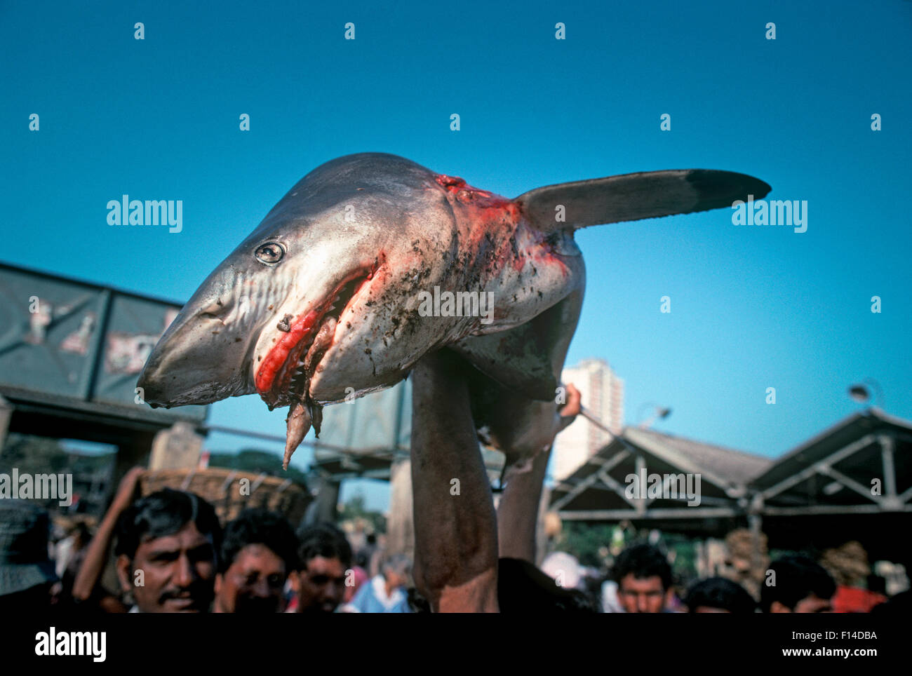 Mackerel shark (Lamna nasus) for sale at the Mumbai Fish Market. Mumbai ...