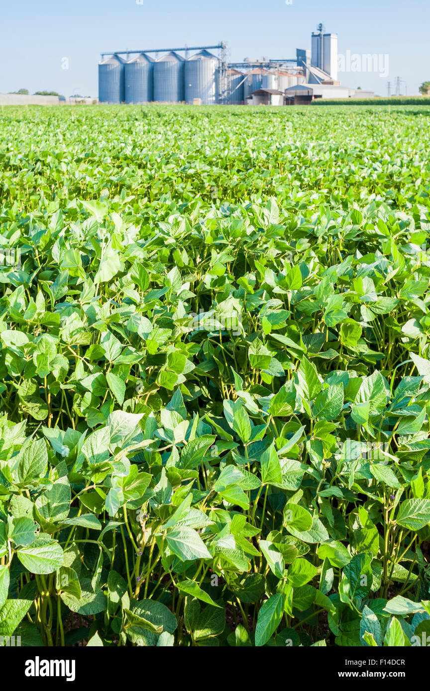 Soybean field. In the background, blurred a drying plant and storage ...