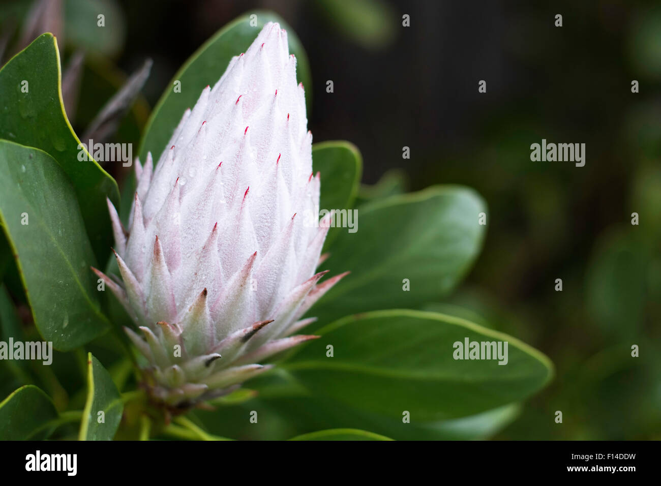 Protea bud and green leaves Stock Photo - Alamy