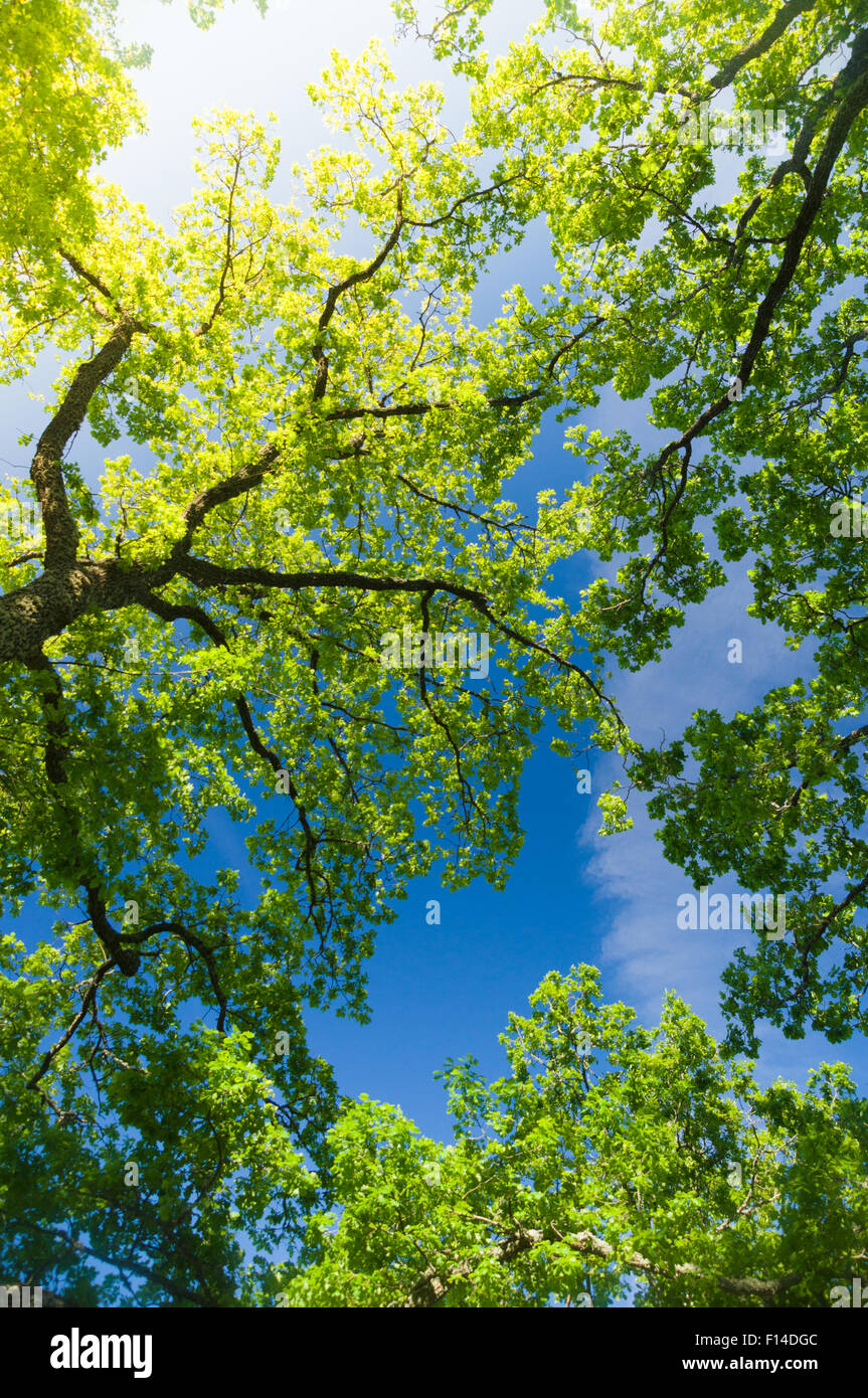 Oak trees from below under blue sky with sunflare Stock Photo - Alamy
