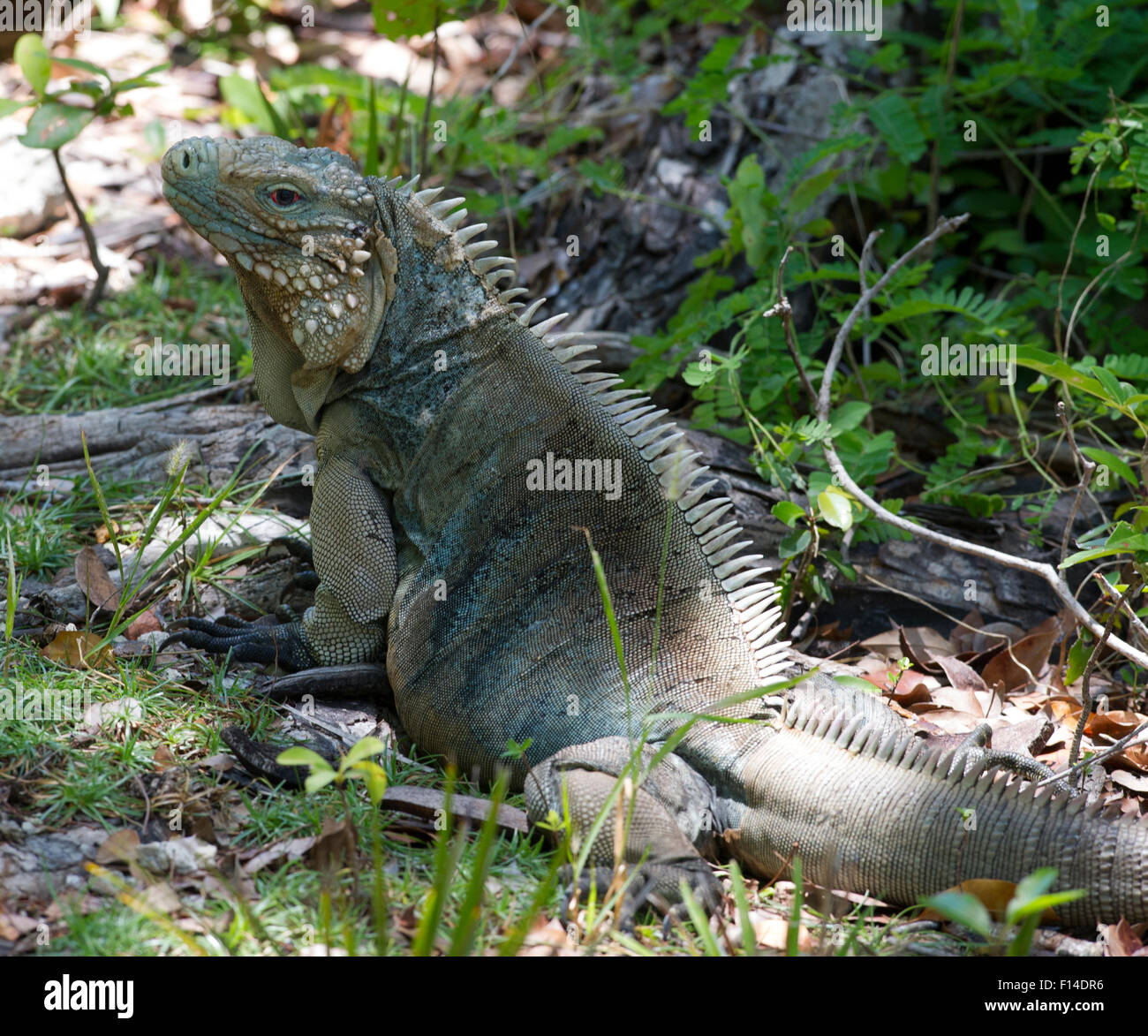 Grand cayman’s botanic park hi-res stock photography and images - Alamy