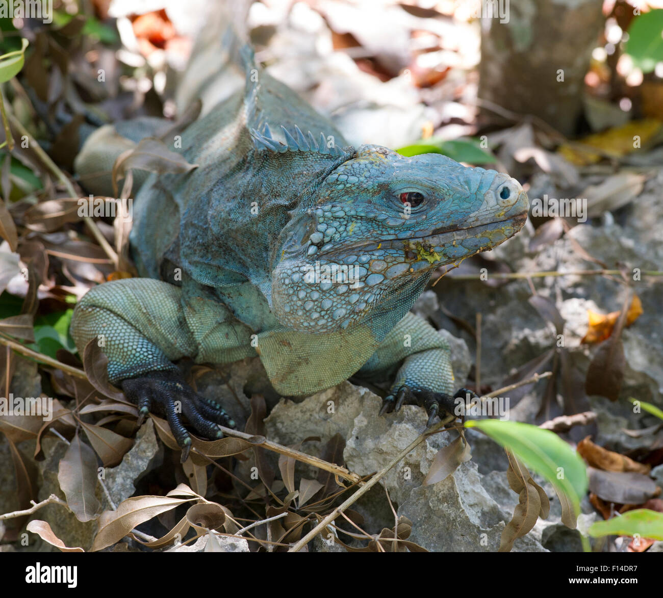 Grand cayman’s botanic park hi-res stock photography and images - Alamy