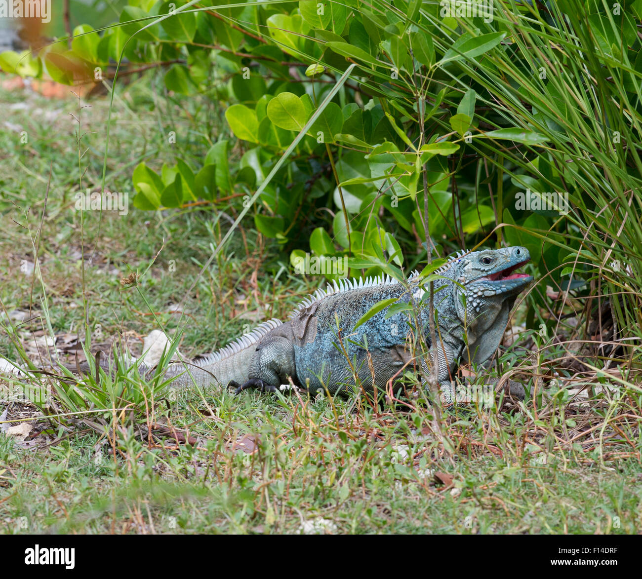 Grand cayman’s botanic park hi-res stock photography and images - Alamy