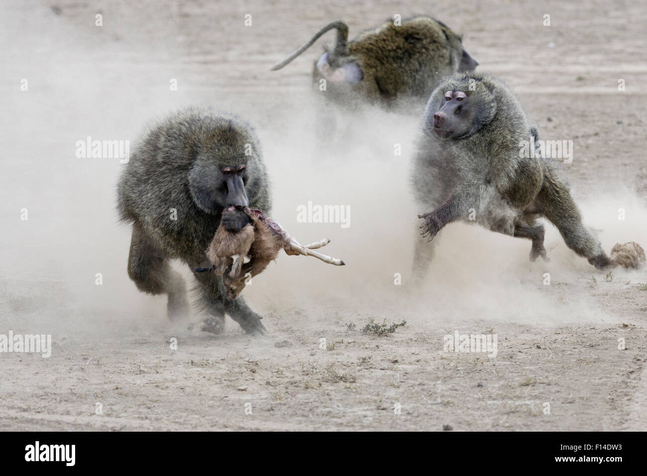 Two Animals Fighting For Food