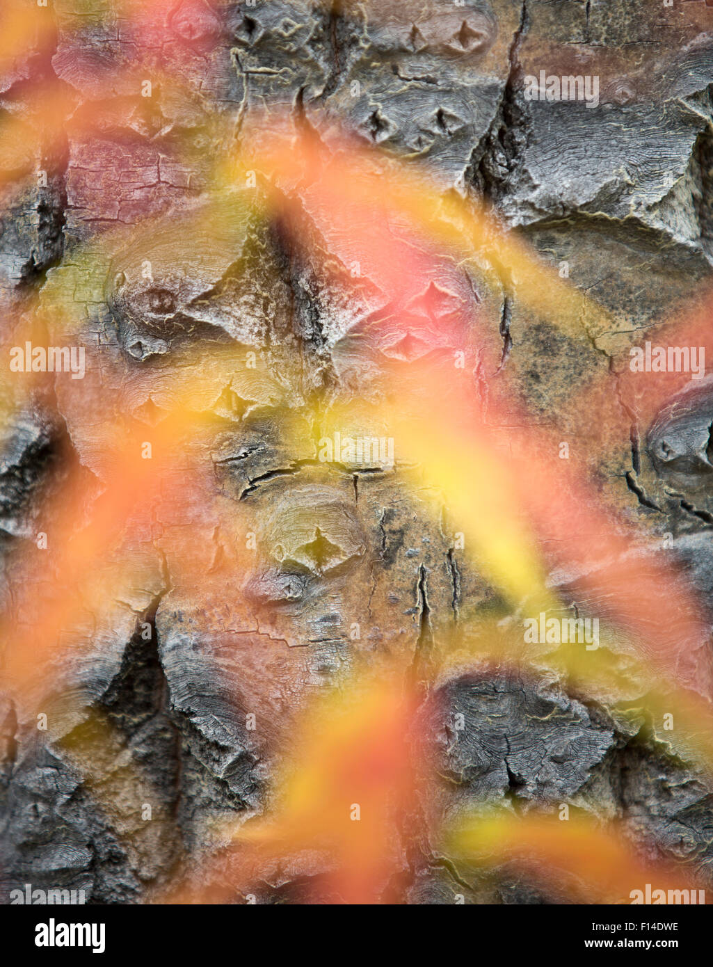 Autumnal foliage of Fireweed (Epilobium angustifolium) Kluane National ...