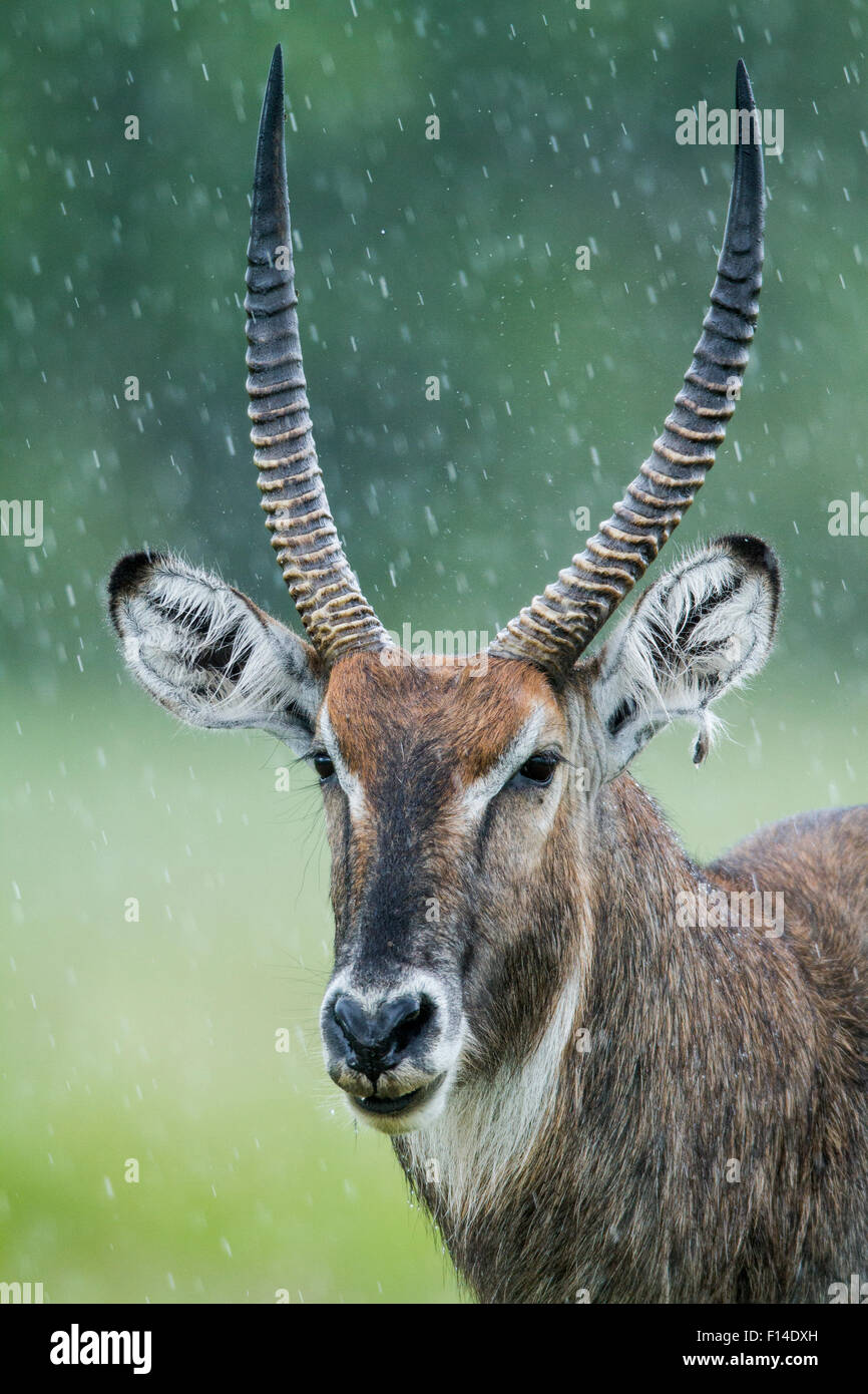 The waterbucks head hi-res stock photography and images - Alamy