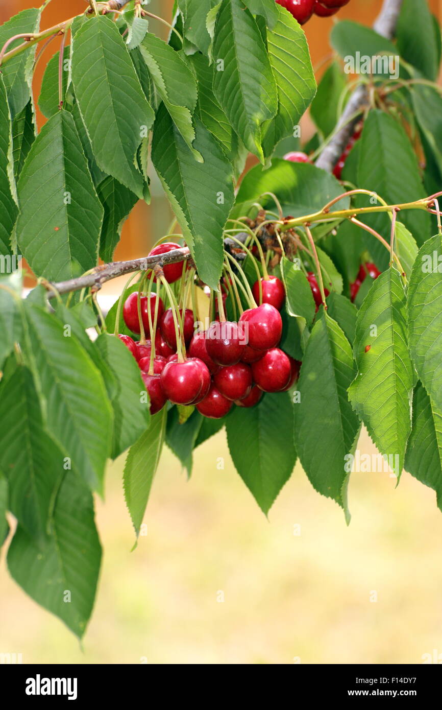 Red shiny fruits hi-res stock photography and images - Alamy