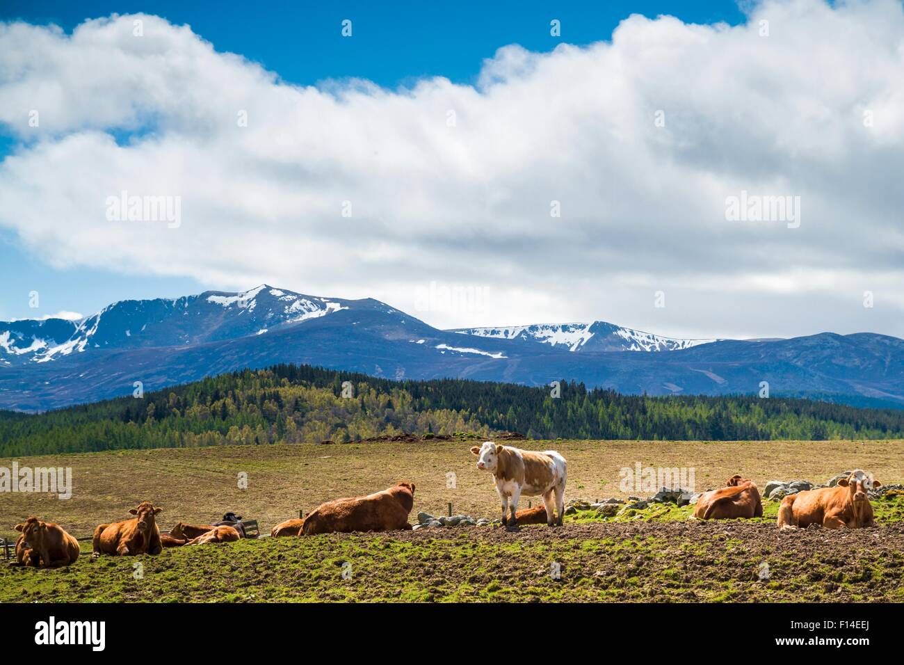 Scotland, Highlands, landscape Stock Photo - Alamy