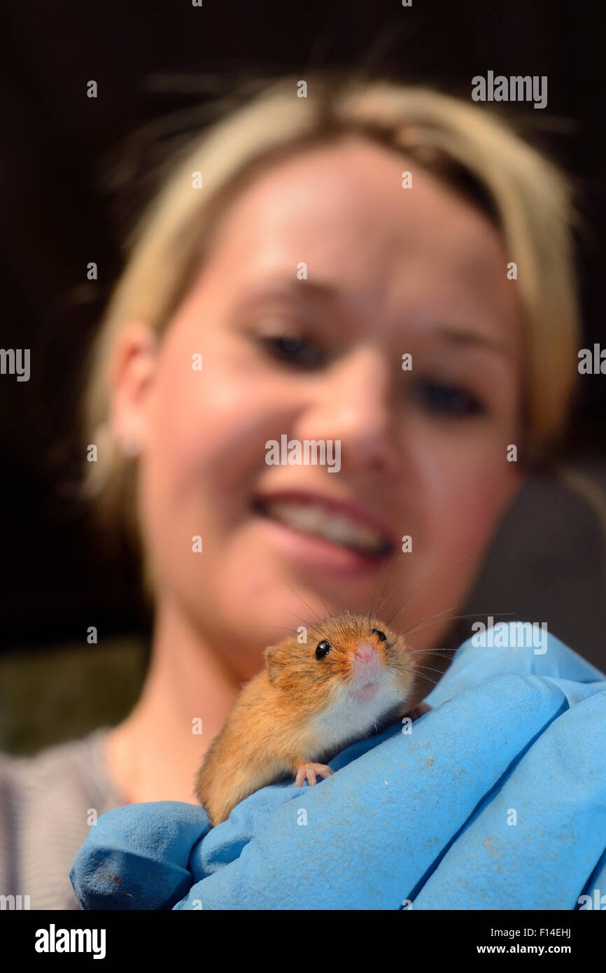 Linda Rennie holding an adult Harvest mouse (Micromys minutus), one of ...