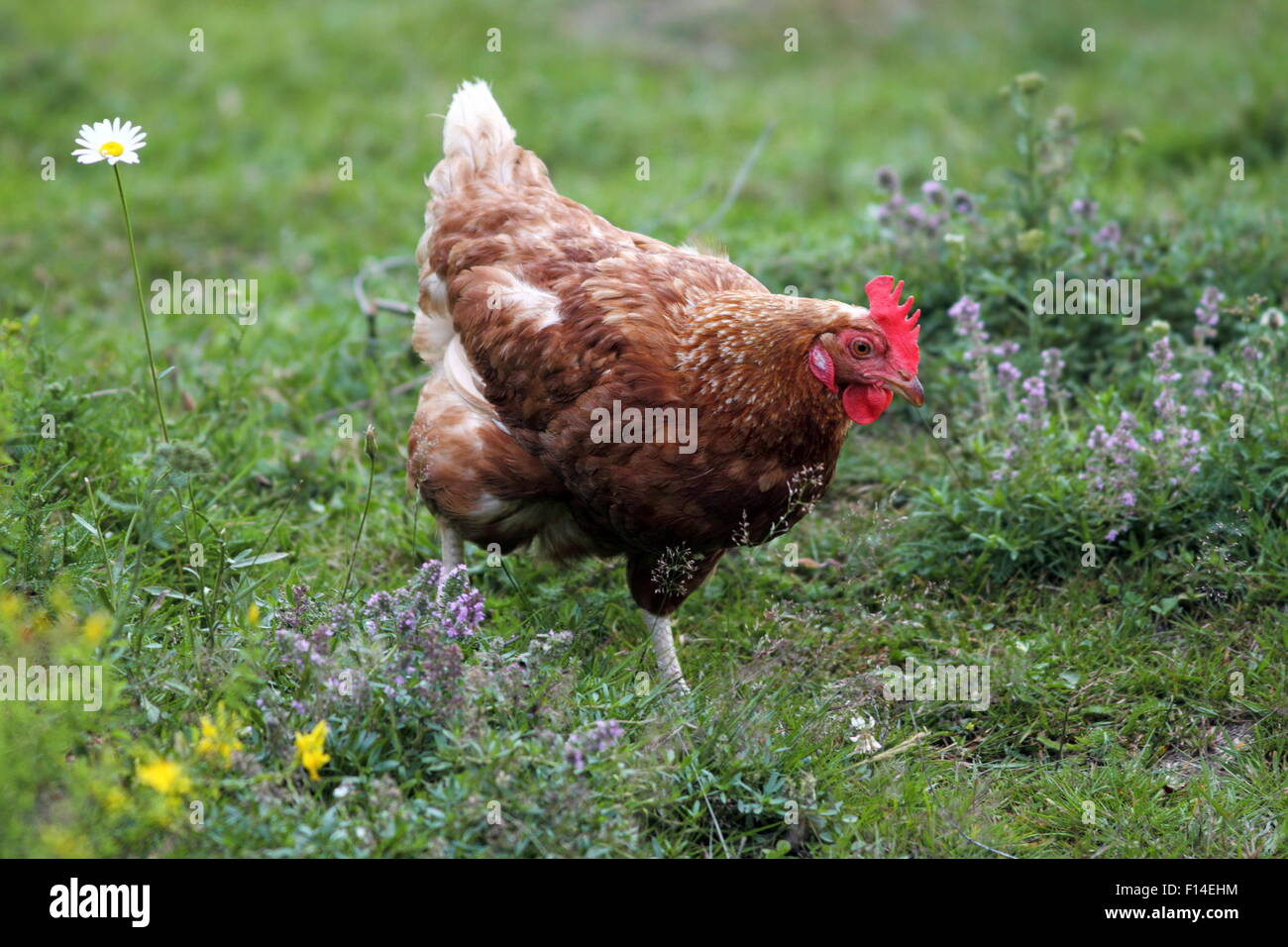 Hen laying egg hi-res stock photography and images - Alamy