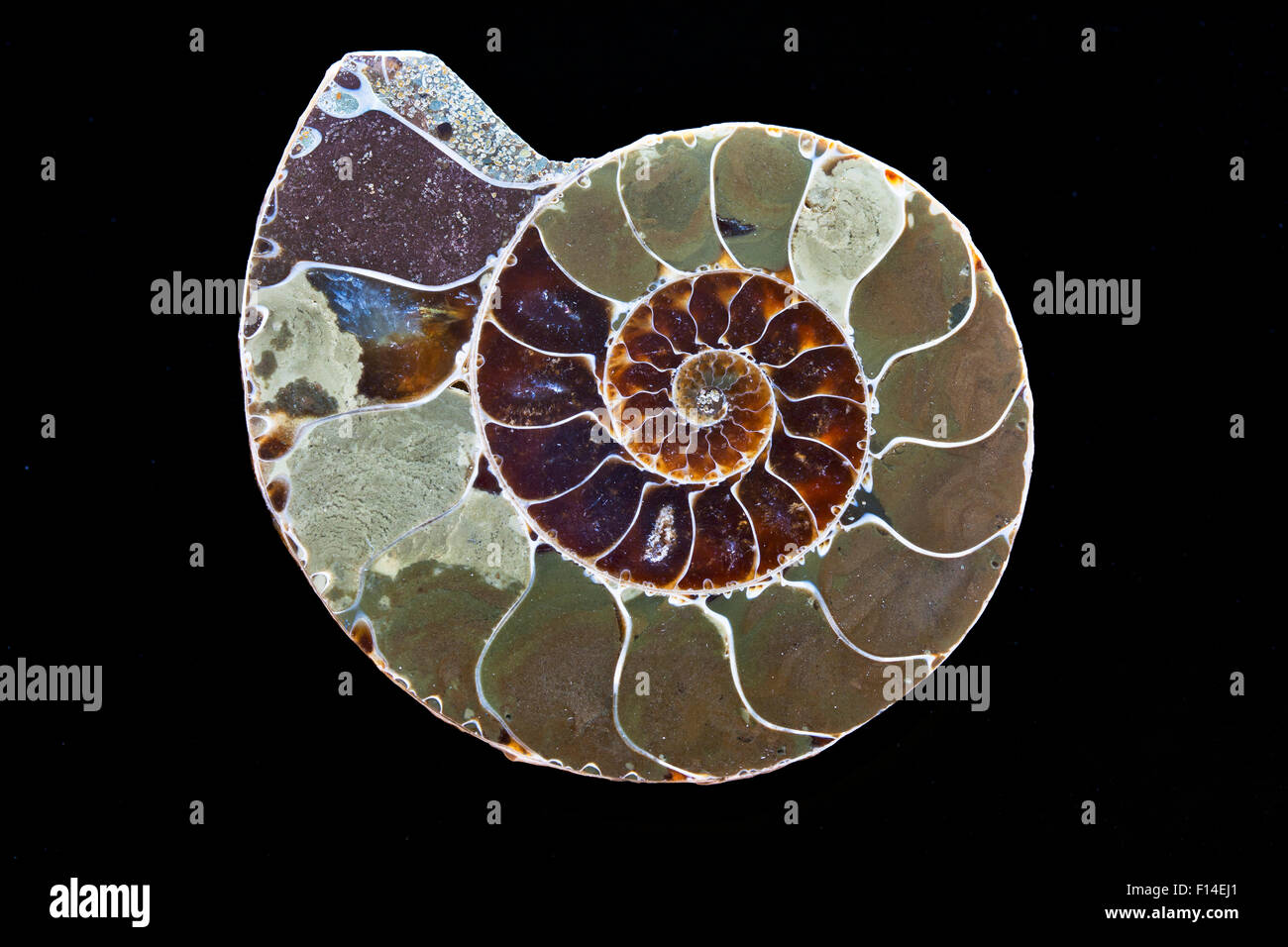 Ammonite, cross section on black background Stock Photo - Alamy