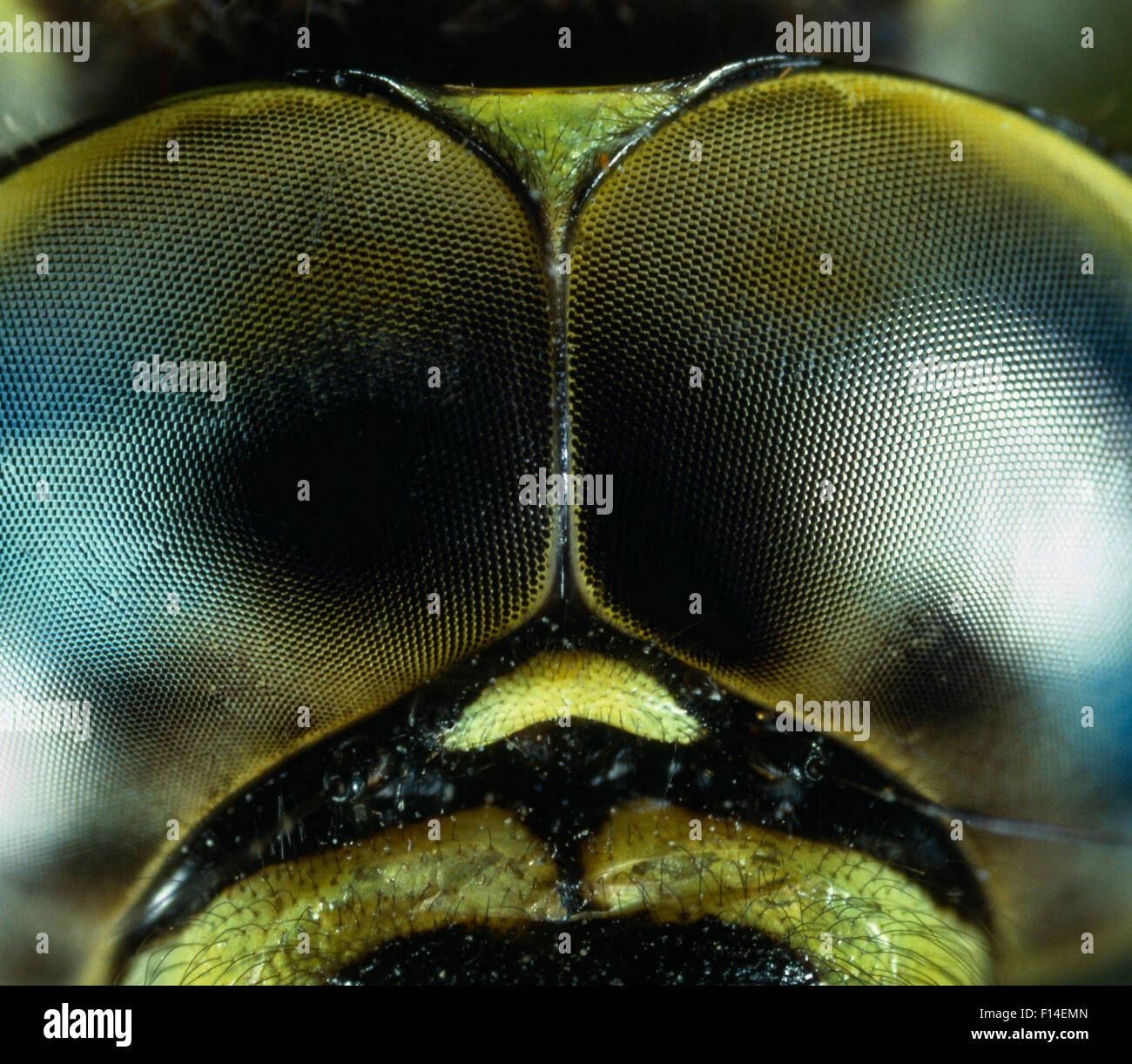 Compound eyes of Southern hawker dragonfly (Aeshna cyanea), UK Stock ...