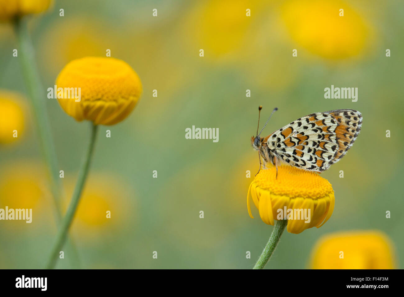 Lesser spotted fritillary (Melitaea trivia) adult at rest on yellow ...